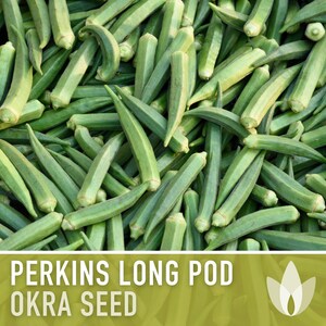 Perkins Long Pod Okra Seeds - Heirloom, High Yield - Etsy