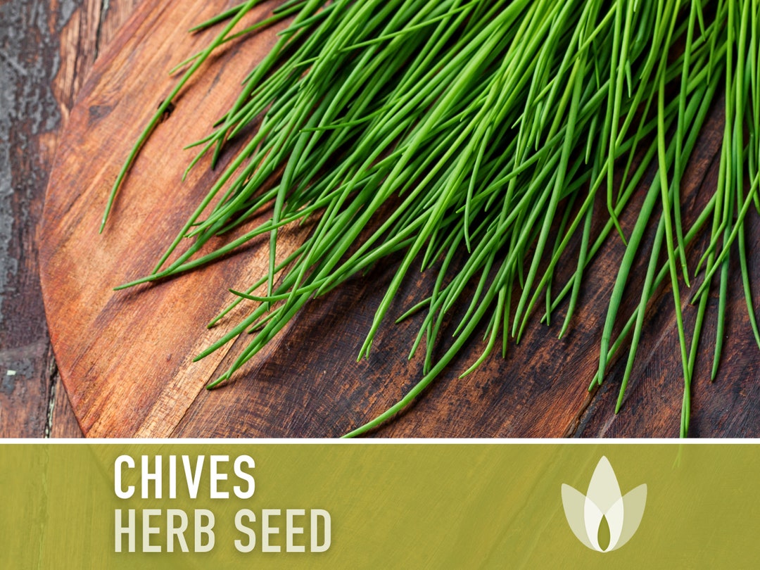 Chives Heirloom Herb Seeds - Etsy
