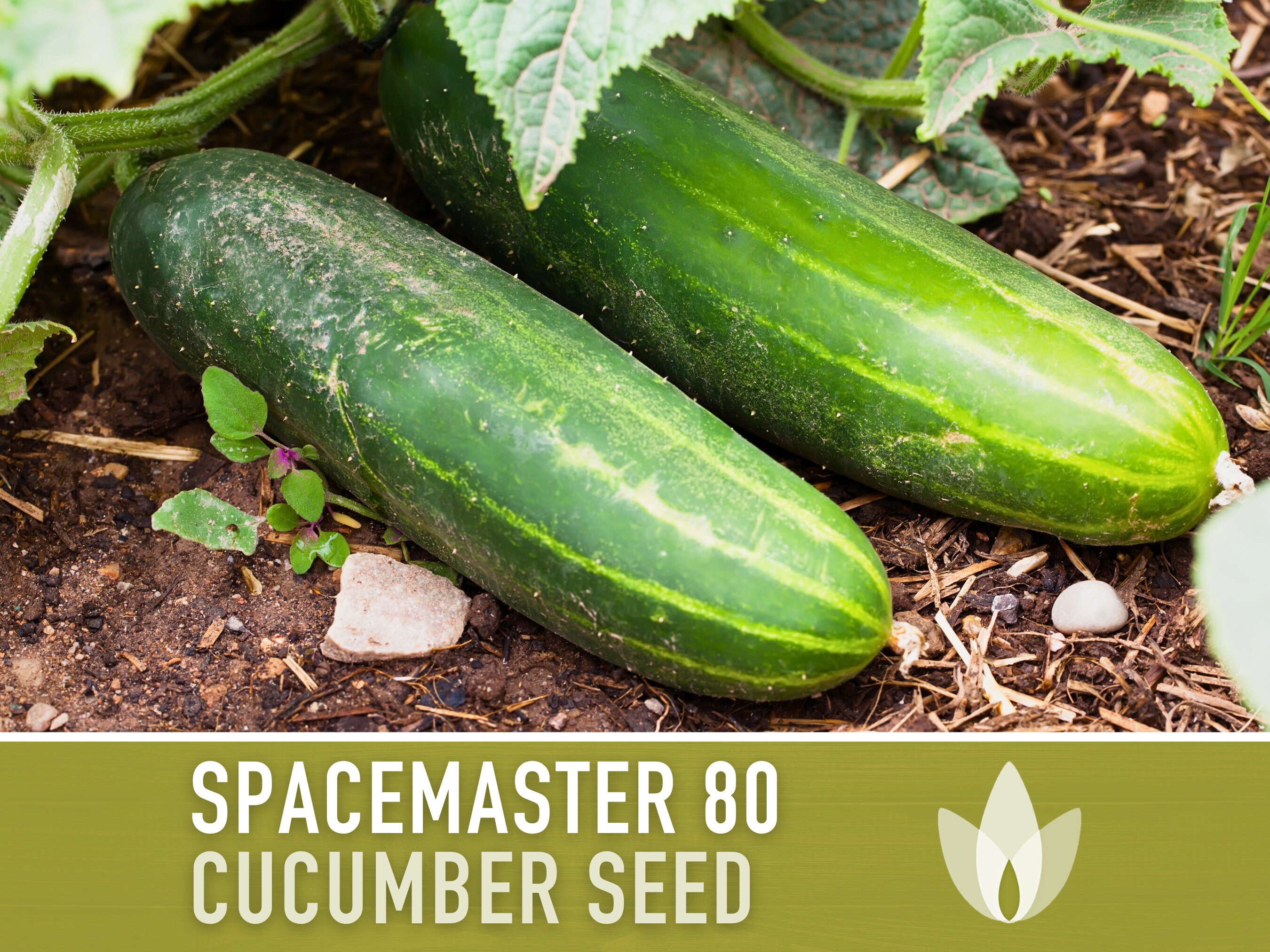 Spacemaster 80 Bush Cucumber Heirloom Seeds - Etsy