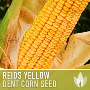 Reid's Yellow Dent Corn Seeds - Heirloom, Open Pollinated - Etsy