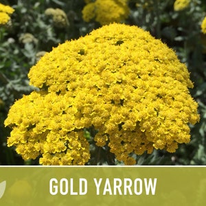 Gold Yarrow Herb Seeds Heirloom Seeds, Medicinal Herb Seeds, Pollinator ...
