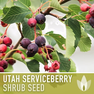 Utah Serviceberry - 10 Seeds - Heirloom Shrub Seeds, Purple Berries ...