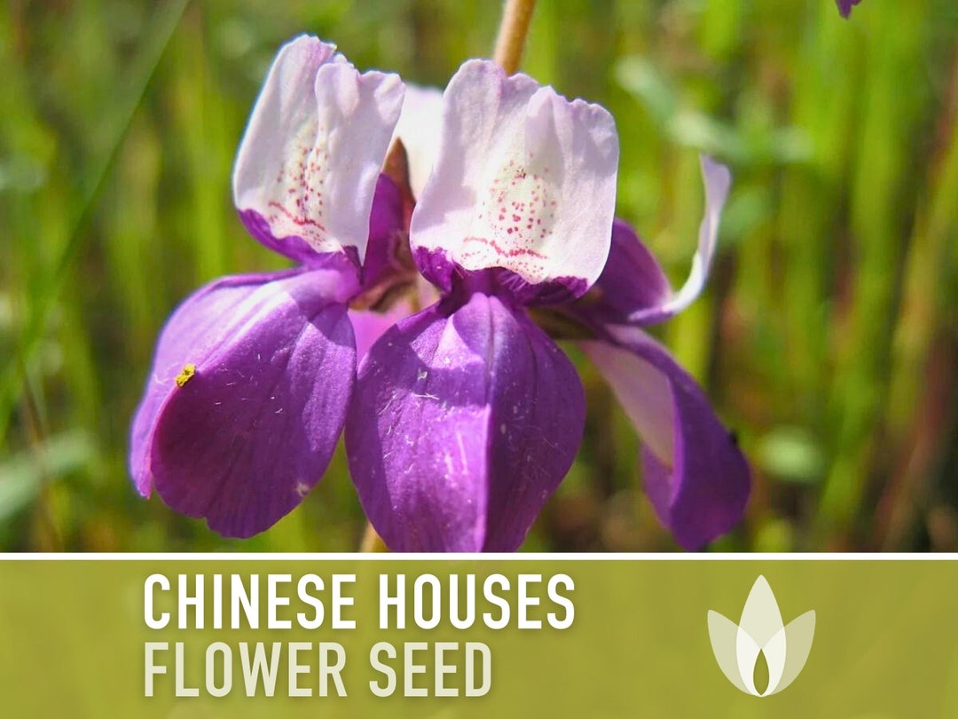 Chinese Houses Flower Seeds – Collinsia Heterophylla, California ...