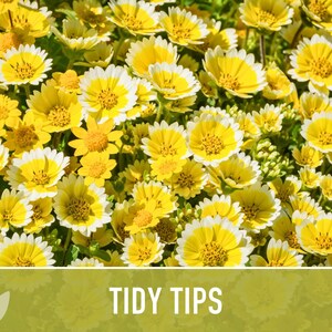 Tidy Tips Flower Seeds - Heirloom Seeds, Southwest Native Flower ...