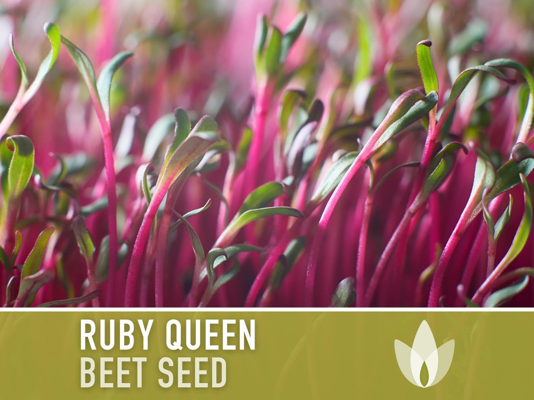 Ruby Queen Beet Seeds - Heirloom, Non-gmo - 150 Seeds - Etsy