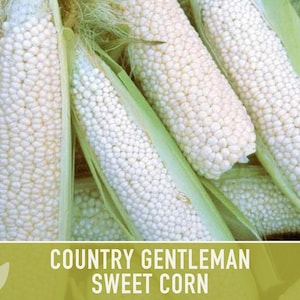 Country Gentleman Sweet Corn Heirloom Seeds - Shoepeg Corn, Home Garden ...