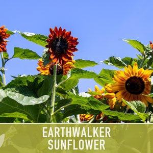 Earthwalker Sunflower Seeds - Heirloom Seeds, Seed Packets, Flower ...