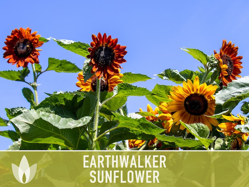 Earthwalker Sunflower Seeds Heirloom Seeds Seed Packets - Etsy