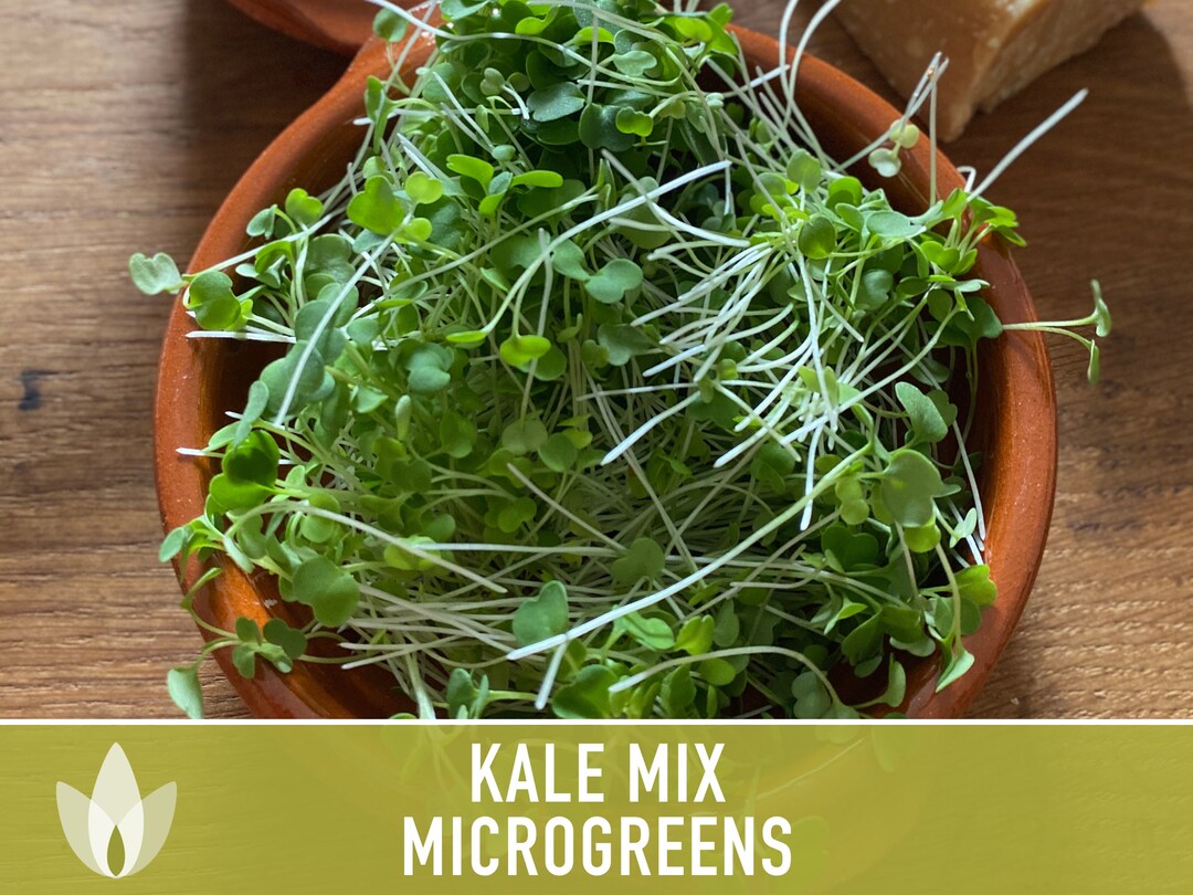 Kale Microgreens Seed Mix Sprouting Mix Microgreens Mix - Etsy