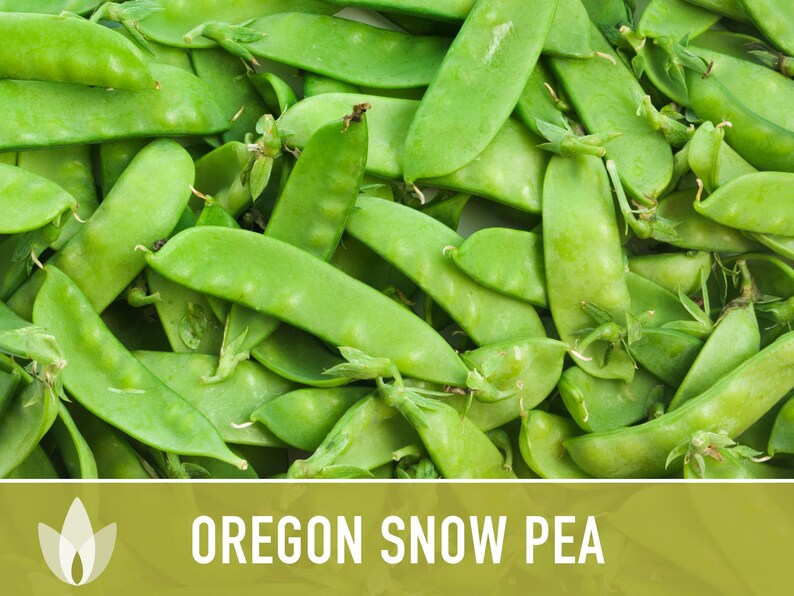 Oregon Sugar Pod Snow Pea Heirloom Seeds - Etsy