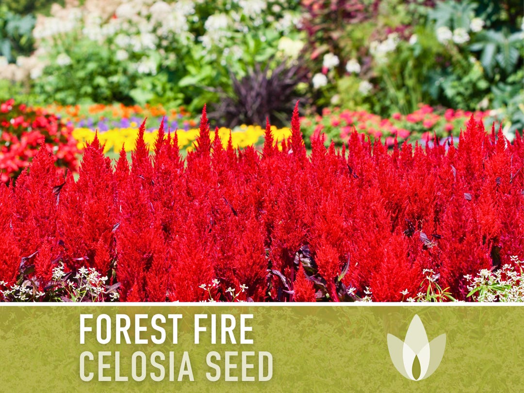 Celosia, Forest Fire Seeds - 50 Heirloom Flower Seeds, Fiery Red Plumes ...