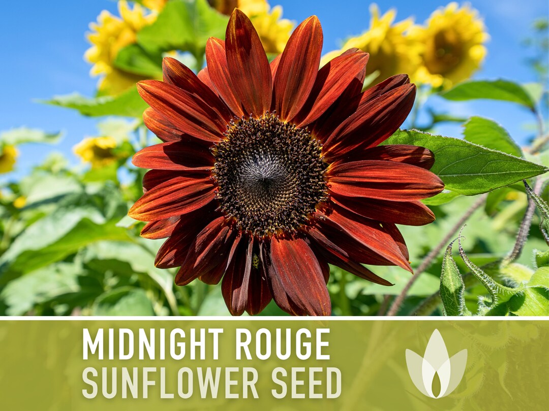 Midnight Rouge Sunflower Seeds - Heirloom Seeds, Deep Burgundy Blooms ...