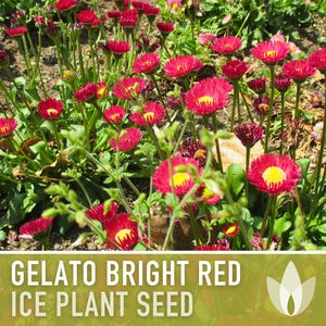Ice Plant, Gelato Bright Red Seeds - 150 Heirloom Flower Seeds ...