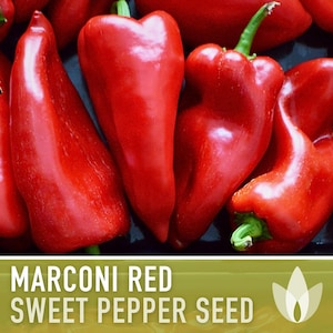 Marconi Red Sweet Pepper Heirloom Seeds - Etsy