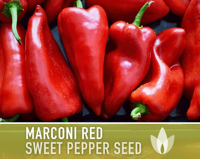 Purple Marconi Pepper Seeds - Etsy