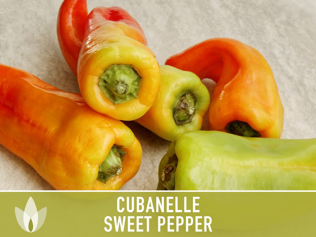 Cubanelle Sweet Pepper Seeds Heirloom Seeds Cuban Pepper - Etsy