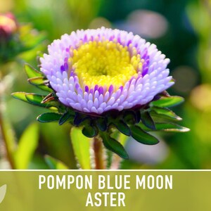Aster, Pompon Blue Moon Flower Seeds - Heirloom Seeds, China Aster ...