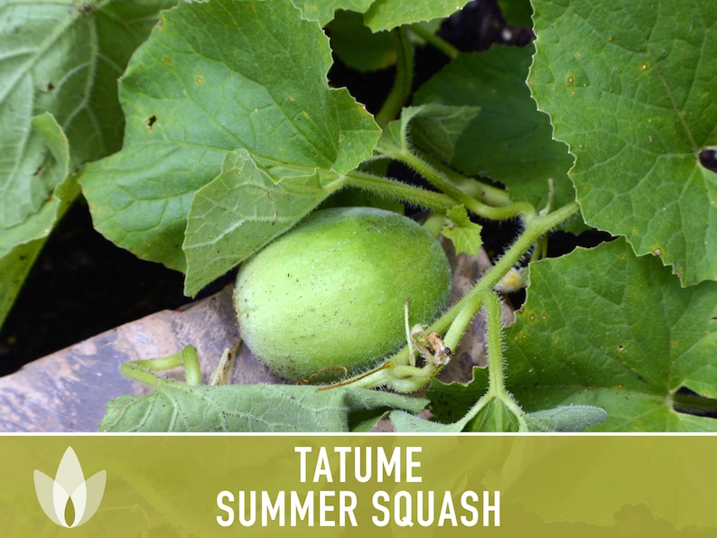 Tatume Summer Squash Seeds - Heirloom, Organic, Non-gmo - Etsy