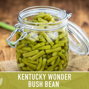 Kentucky Wonder Bush Bean Seeds - Heirloom Seeds, High Yield, Container ...