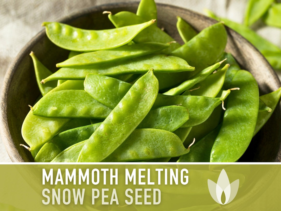 Mammoth Melting Sugar Snow Pea Seeds - Heirloom Seeds, Stringless Pods ...