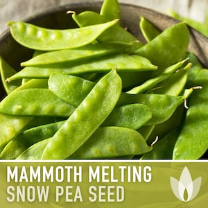 Mammoth Melting Sugar Snow Pea Seeds - Heirloom Seeds, Stringless Pods ...
