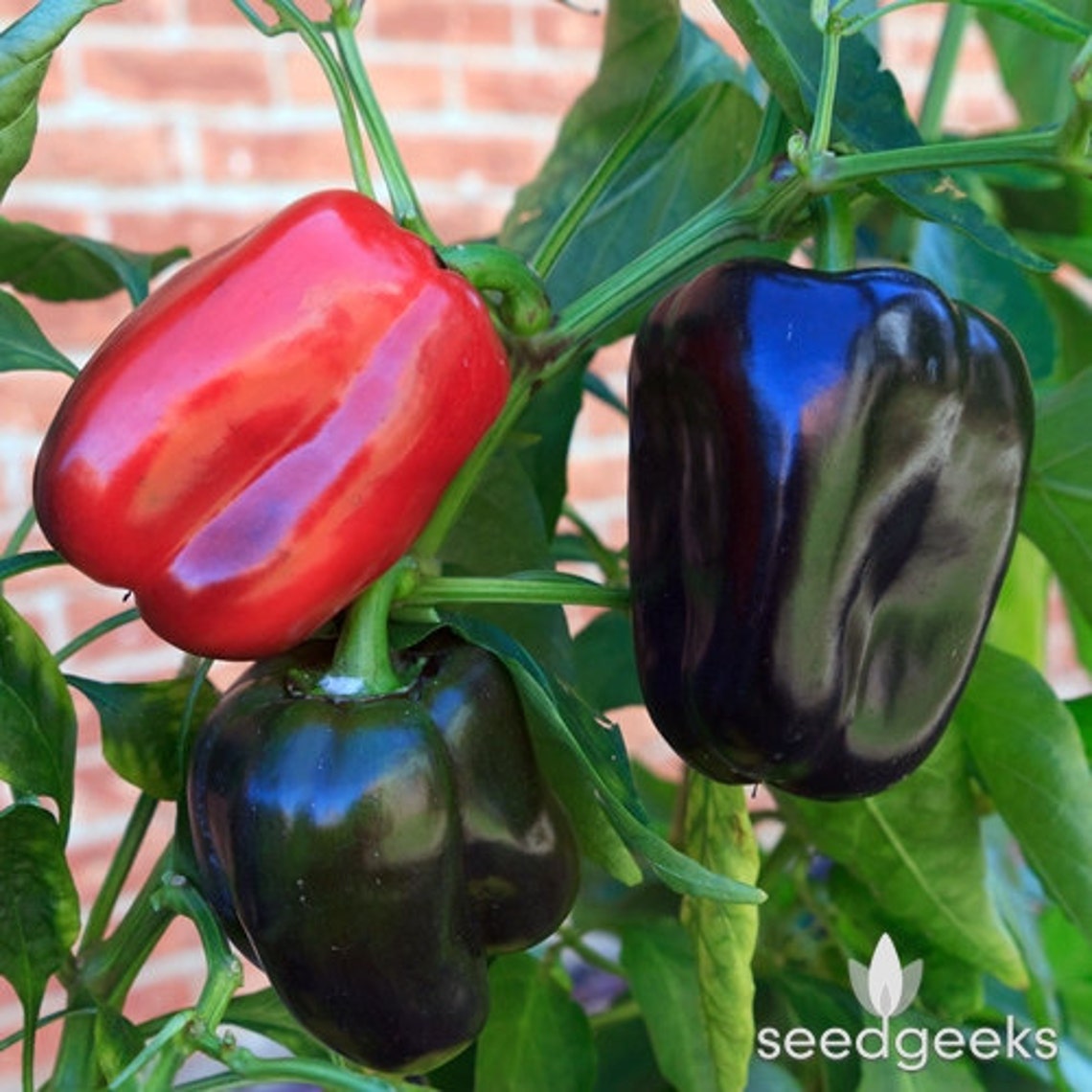 Purple Beauty Sweet Bell Pepper Heirloom Seeds - Etsy