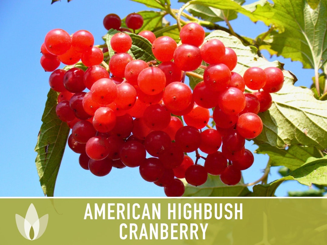 Cranberry Seeds American Highbush Heirloom Seeds Open - Etsy