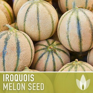 Iroquois Melon Seeds - Heirloom Seeds, Orange Flesh Cantaloupe, Ribbed ...