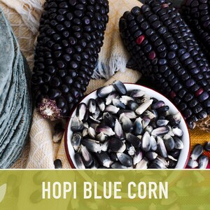 Hopi Blue Corn Heirloom Seeds - Seed Packets, Non-gmo, Open Pollinated ...