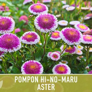 Aster, Pompon Hi-no-maru Flower Seeds Heirloom Seeds, China Aster ...