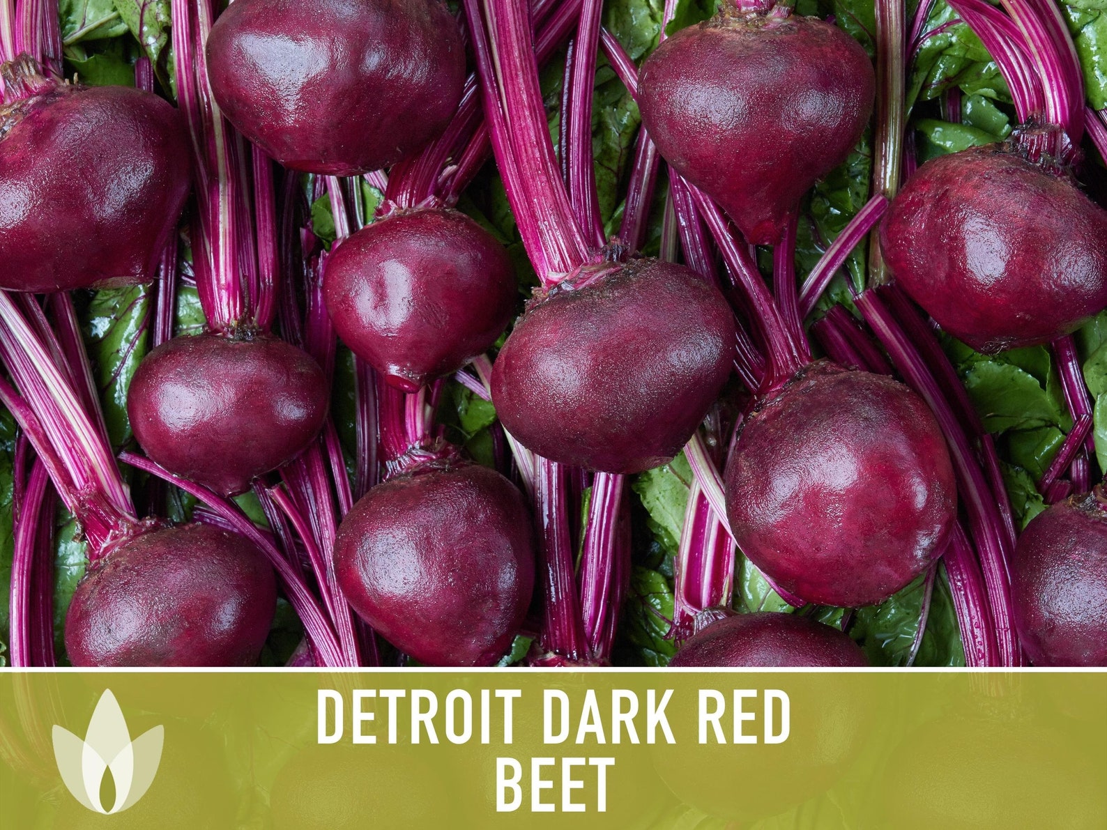 Detroit Dark Red Beet Heirloom Seeds - Etsy