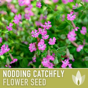 Nodding Catchfly - 100 Seeds - Heirloom Flower Seeds, Drooping Catchfly ...