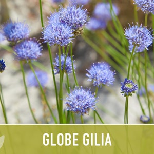 Globe Gilia Flower Seeds - Thimble Flower, Heirloom, Native Wildflower ...