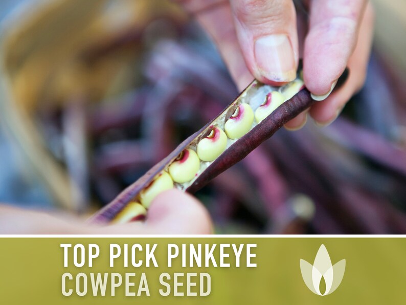 Top Pick Pinkeye Cowpea Seeds - Purple Hull Bush Bean, Heirloom - Etsy