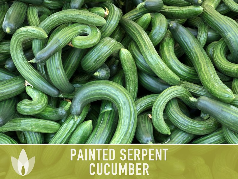 Painted Serpent, Armenian Striped Cucumber Seeds - Heirloom, Organic ...