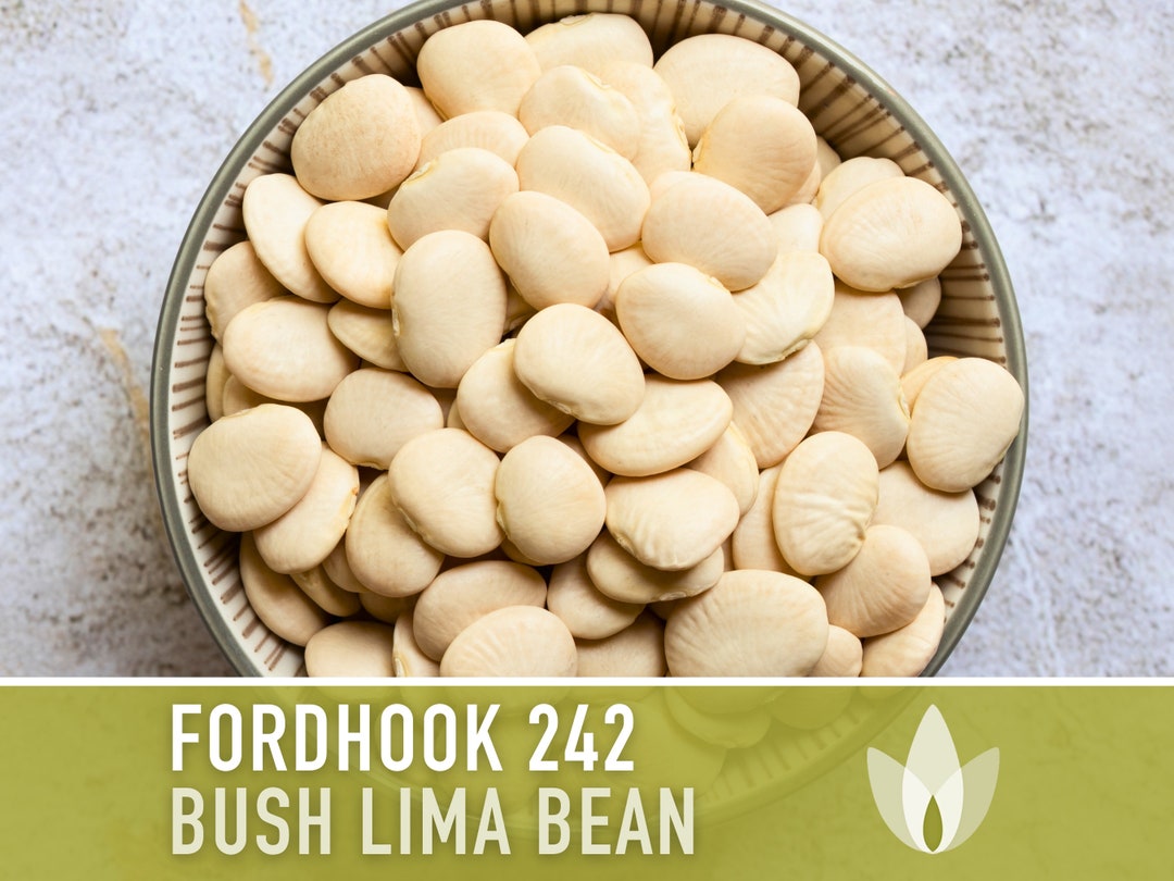 Lima Bean, Fordhook 242 Bean Seeds - Heirloom Seeds, Butter Beans, Bush ...