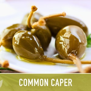 Caper Seeds - Heirloom Seeds, Caper Bush Seeds, Capparis Spinosa ...