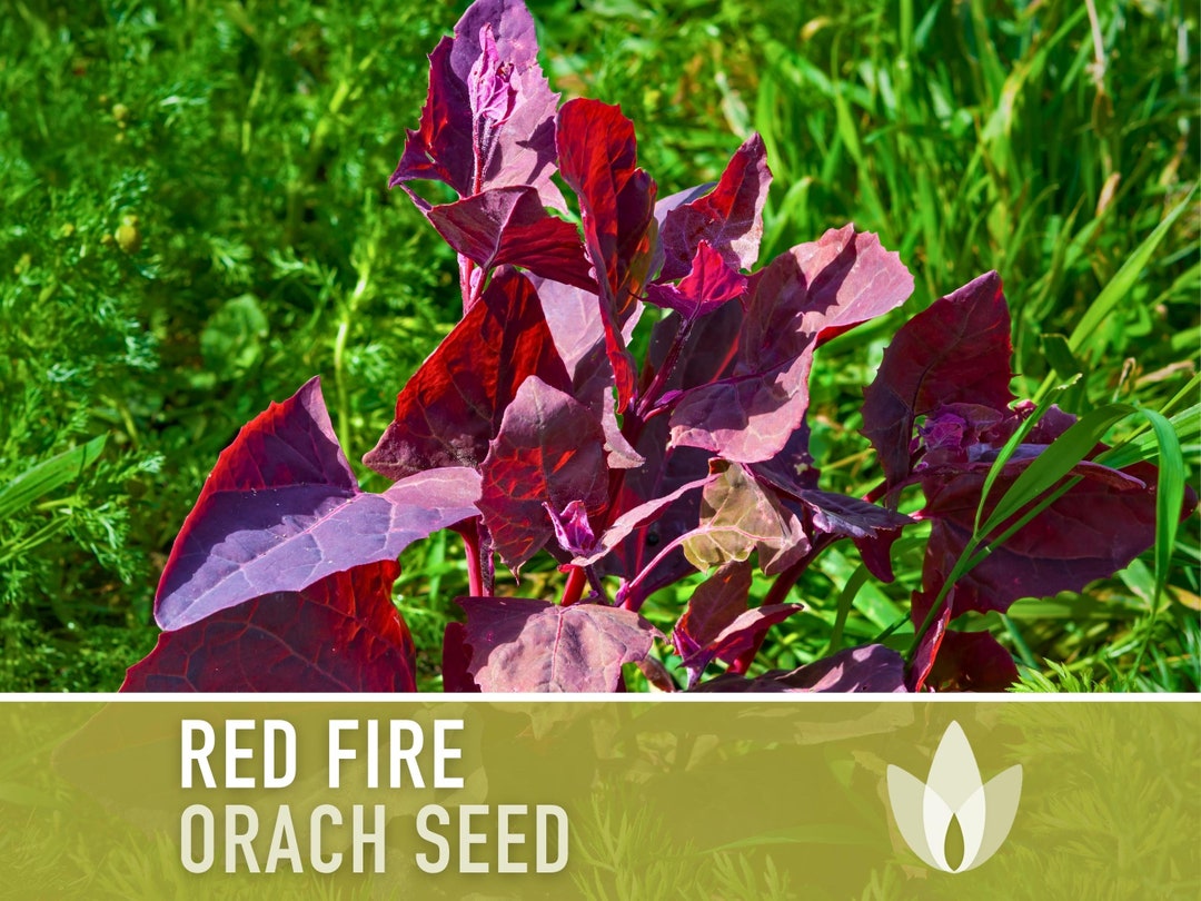 Red Fire Orach Seeds - Heirloom Seeds, French Spinach, Garden Orach ...