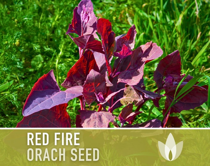 Red Fire Orach Seeds French Spinach Seeds 300 Seeds // - Etsy
