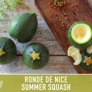 Ronde De Nice Summer Squash Zucchini Heirloom Seeds - South of France ...