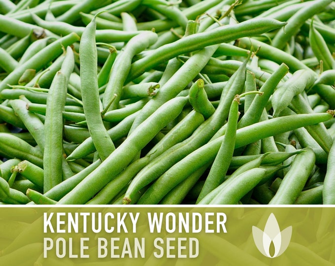 Yard Long Bean Dark Green Seeds - Etsy