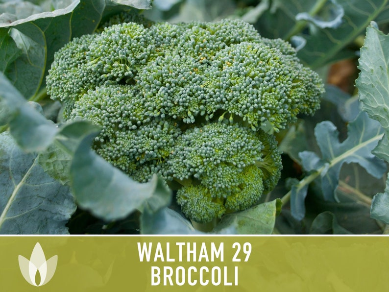 Waltham 29 Broccoli Heirloom Seeds - Etsy