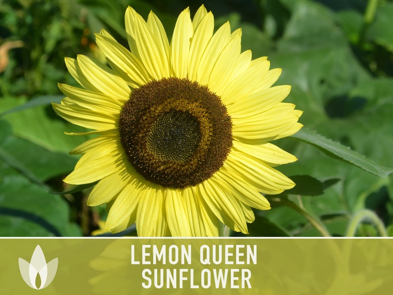 Lemon Queen Sunflower Heirloom Seeds Flower Seeds - Etsy
