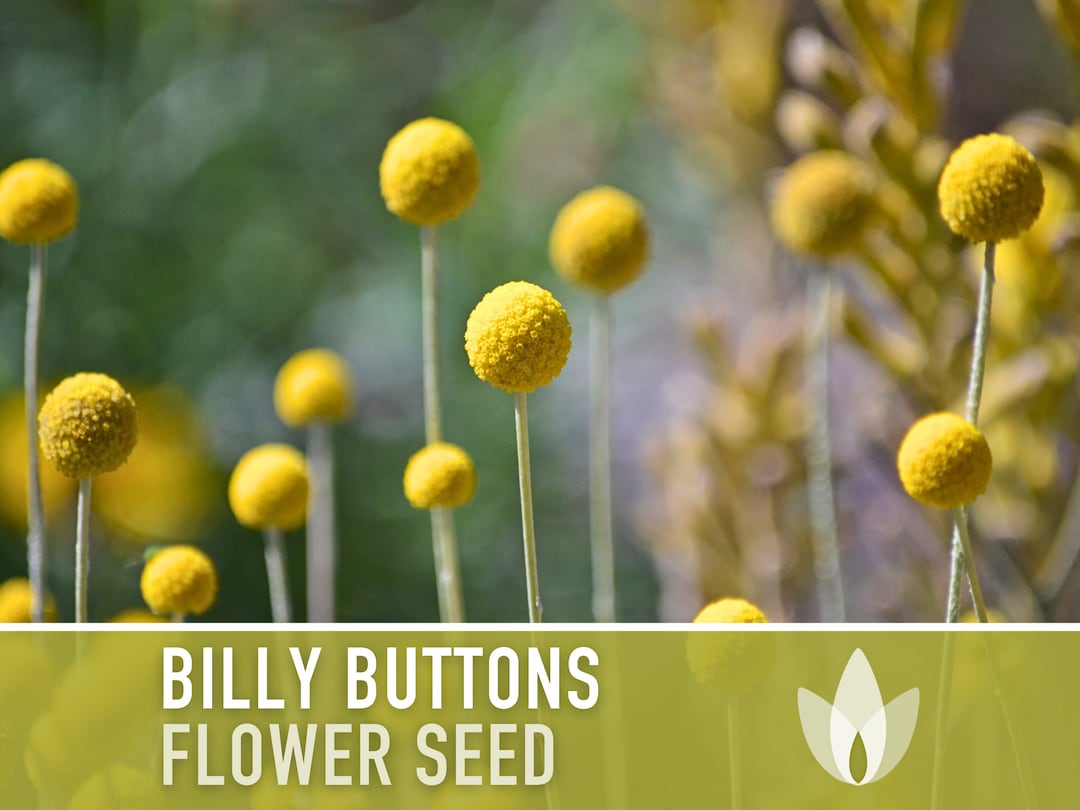 Billy Buttons (drumsticks) Flower Seeds - Heirloom Seeds, Drumstick ...