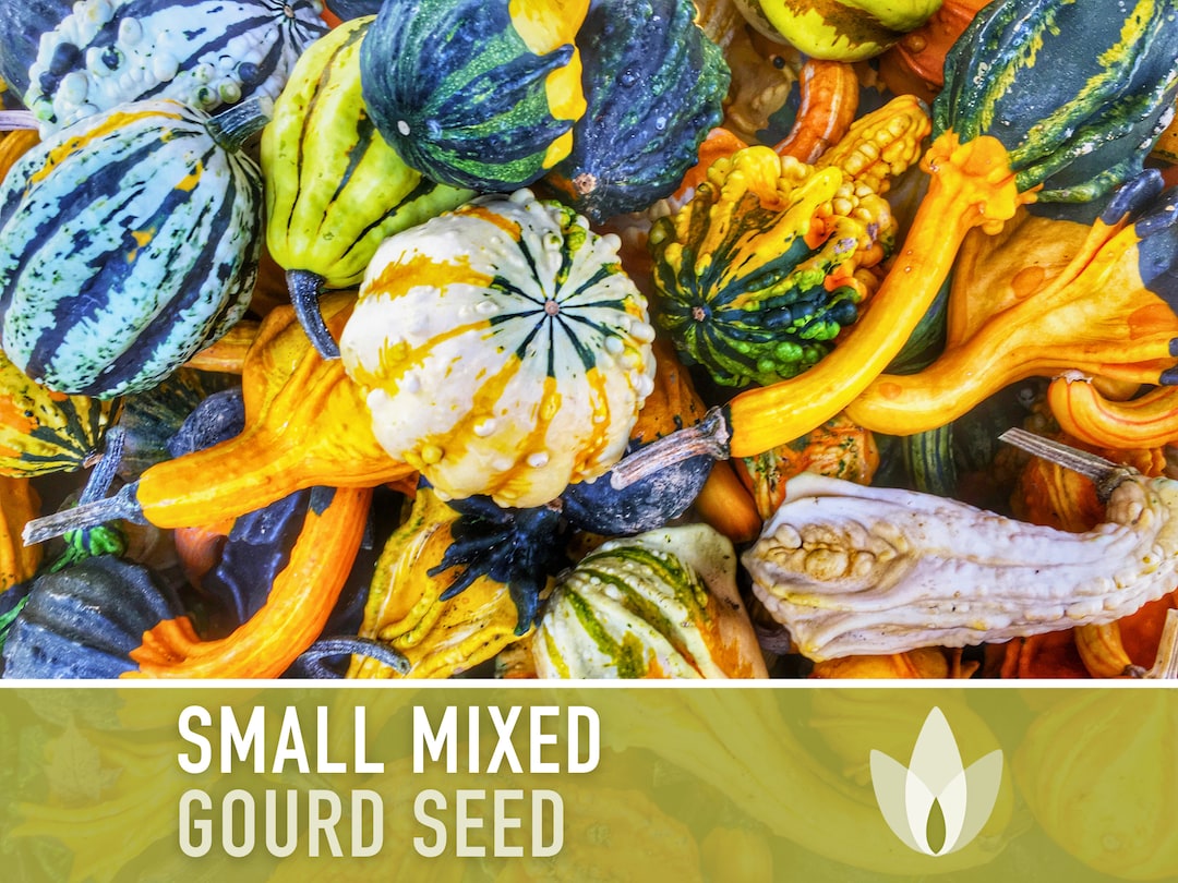 Small Mixed Gourd Seeds - Heirloom Seeds, Perennial, Desert Native ...