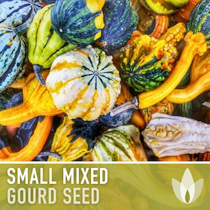 Small Mixed Gourd Seeds - Heirloom Seeds, Perennial, Desert Native ...