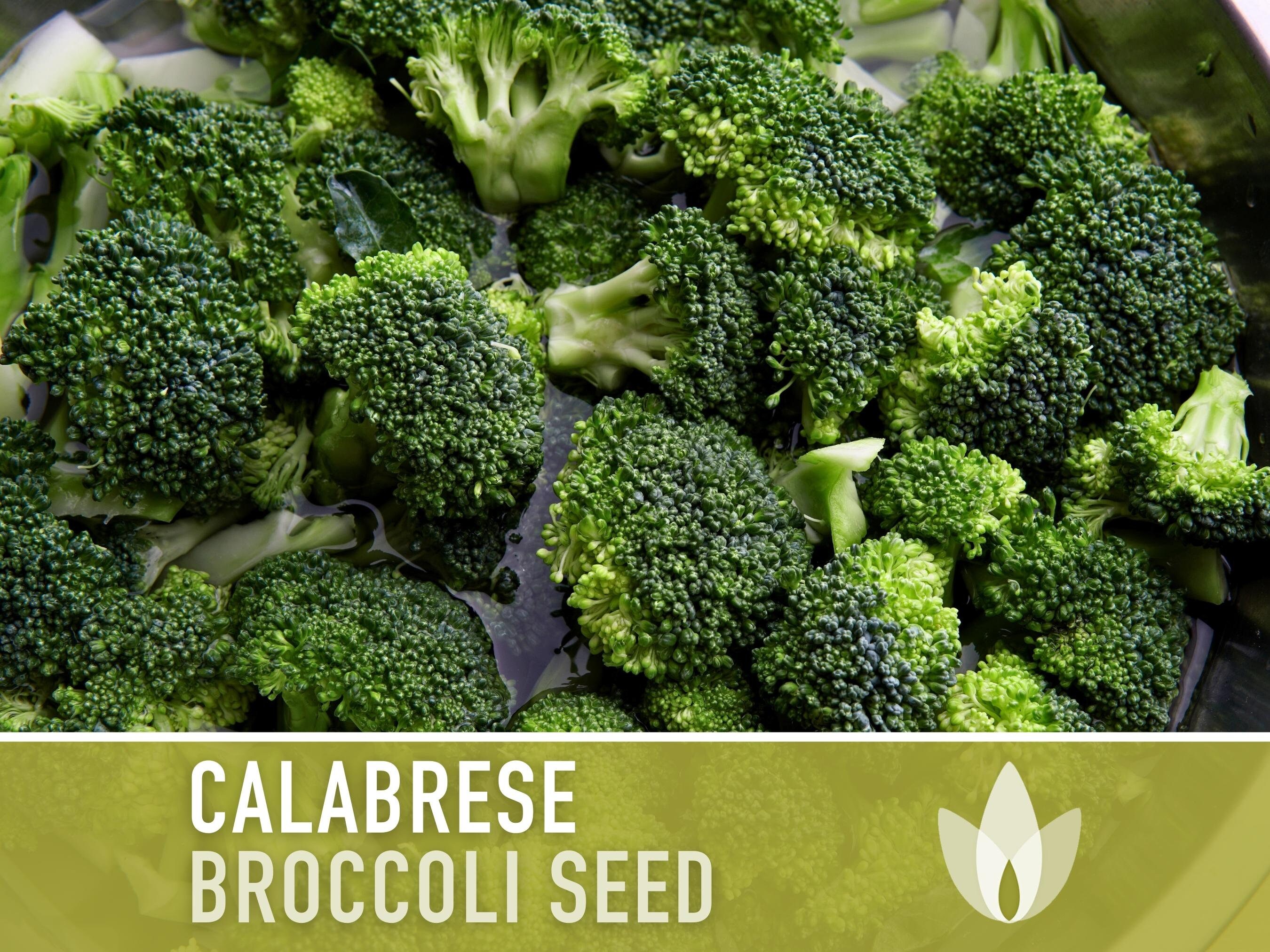 Calabrese Broccoli Seeds - Heirloom, Green Sprouting, Organic ...