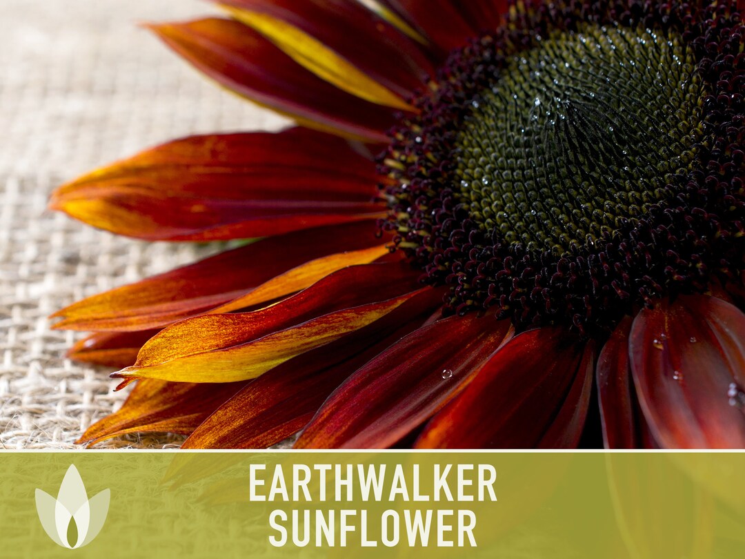 Earthwalker Sunflower Seeds Heirloom Seeds Seed Packets - Etsy
