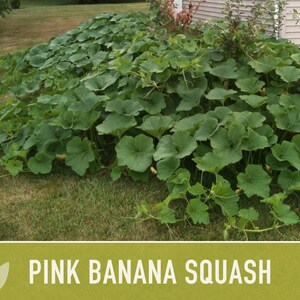Pink Banana Winter Squash Seeds - Heirloom Seeds, Giant Butternut ...