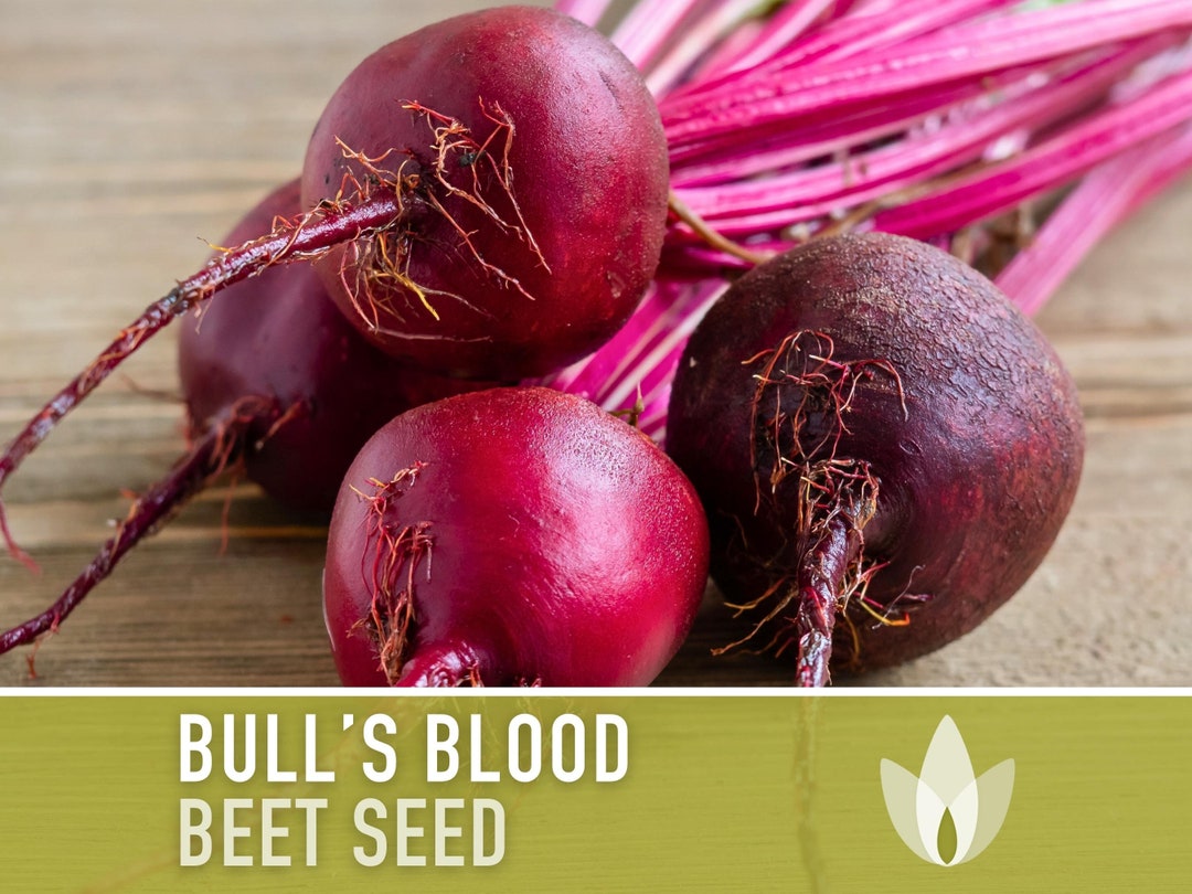 Bull's Blood Beet Seeds - Heirloom, Open Pollinated, Microgreens, Beet ...